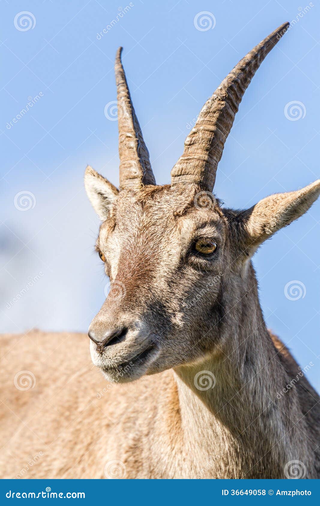 Portrait of an Ibex doe stock photo. Image of hind, europe - 36649058