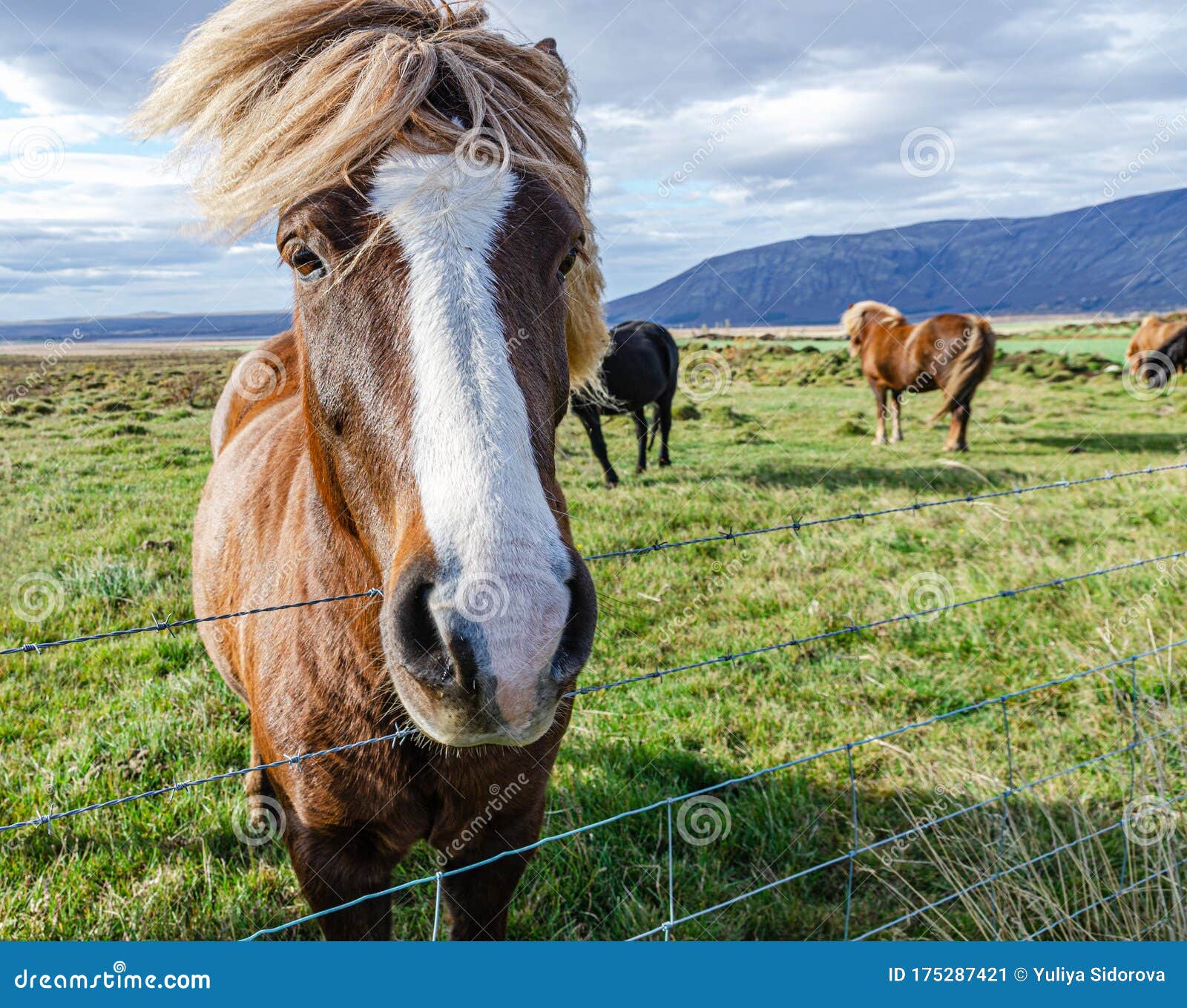 Portrait of Icelandic Horses with Long Mane and Forelock in the Fall ...
