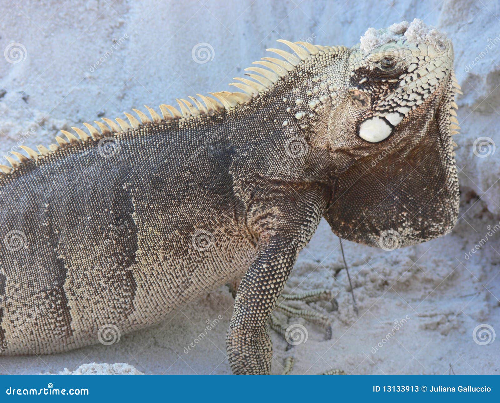 Portrait of Iguana stock image. Image of reptile, outdoor - 13133913