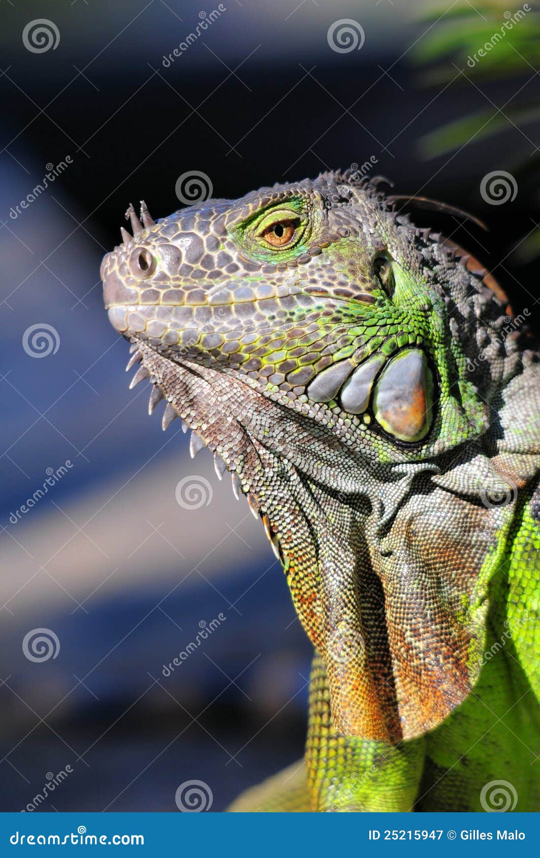 Portrait of iguana stock image. Image of iguana, blurs - 25215947
