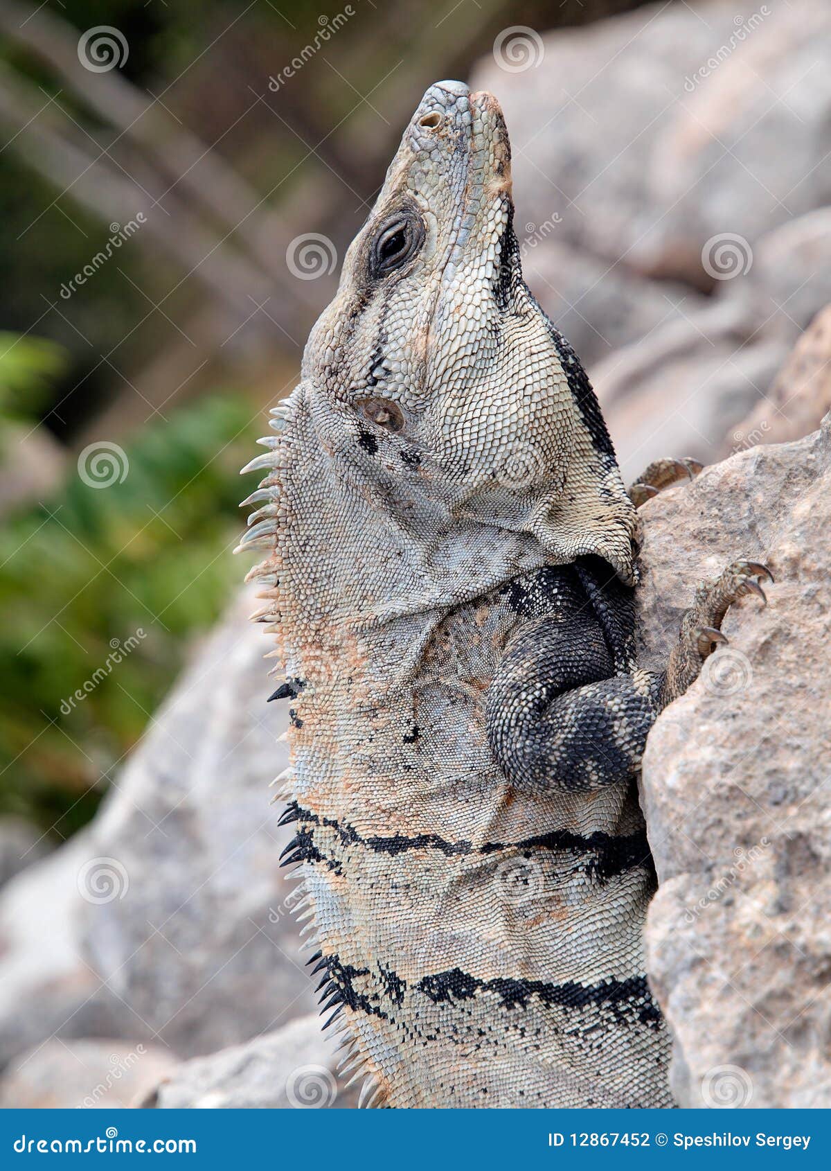 Portrait of Iguanas from Mexico Stock Photo - Image of striped, hangs ...