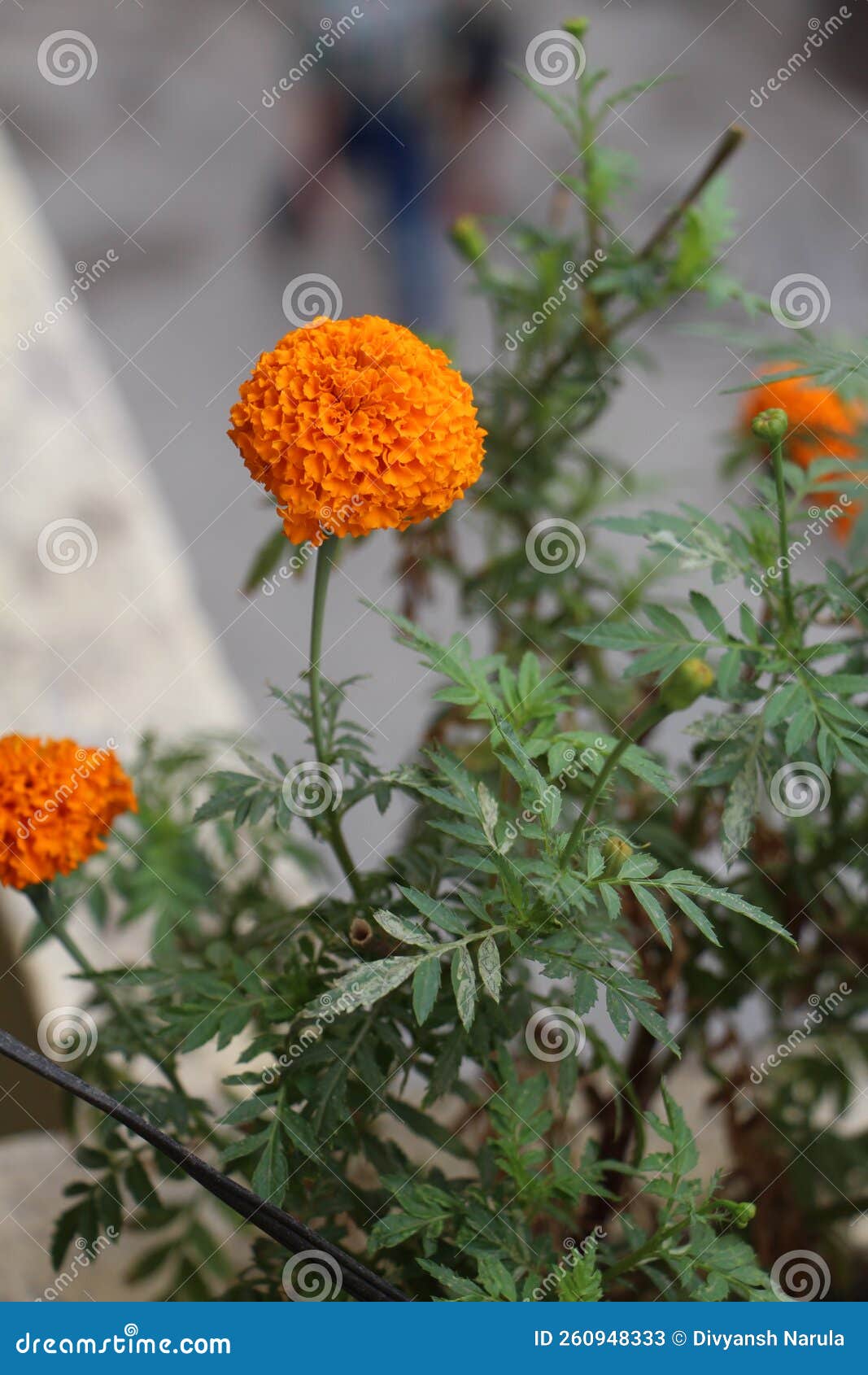 A Portrait Image of Genda Flower. Stock Image - Image of greenery ...