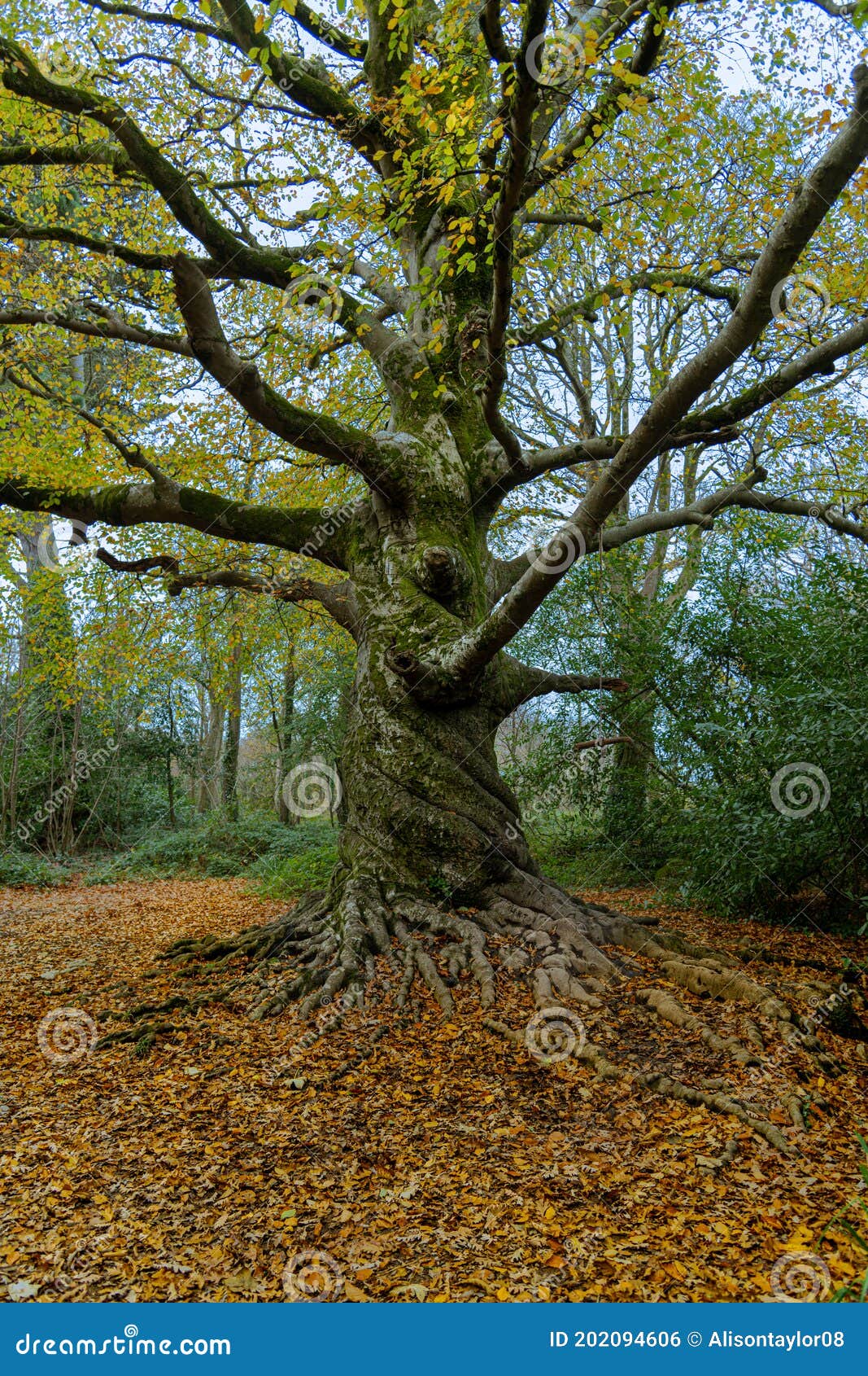 A Portrait Image of a Large Twisted Tree Surrounded by Autumn Leaves ...