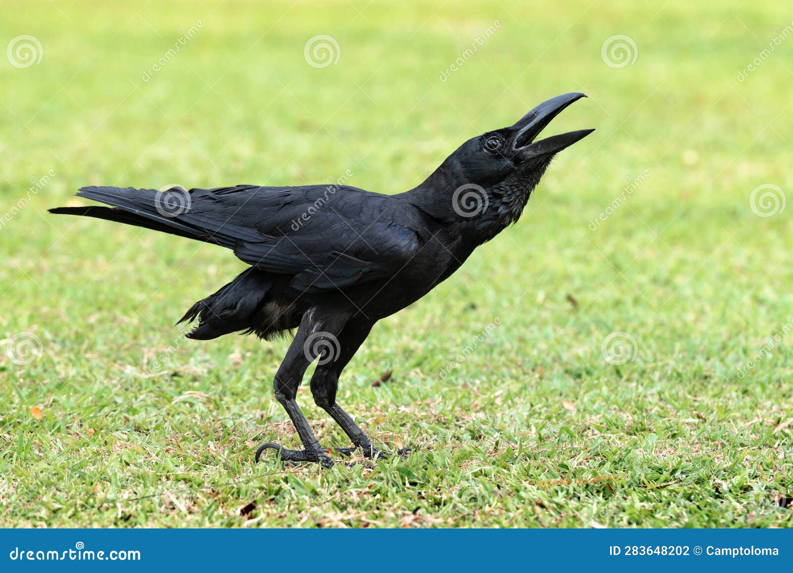 Portrait Image of Single Large Raven Caws in the Park Stock Photo ...
