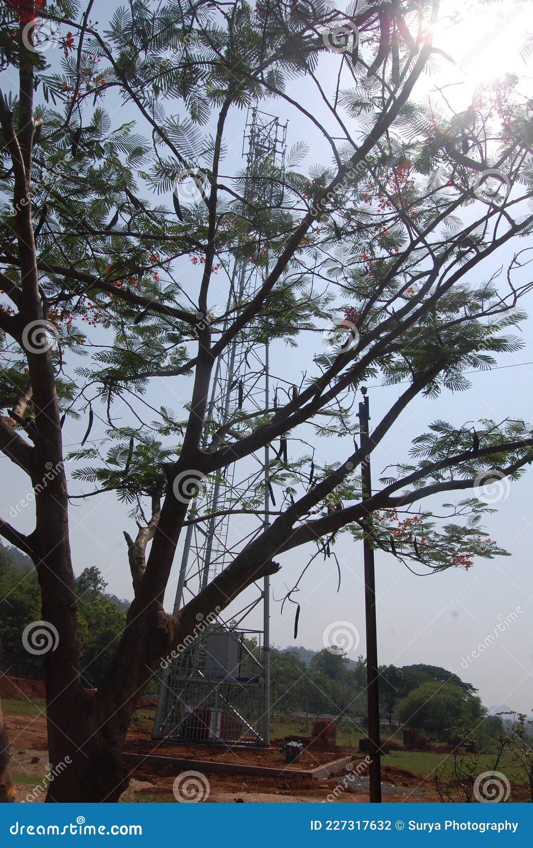 Portrait Image of Tree and Sunset Stock Photo - Image of woodland ...