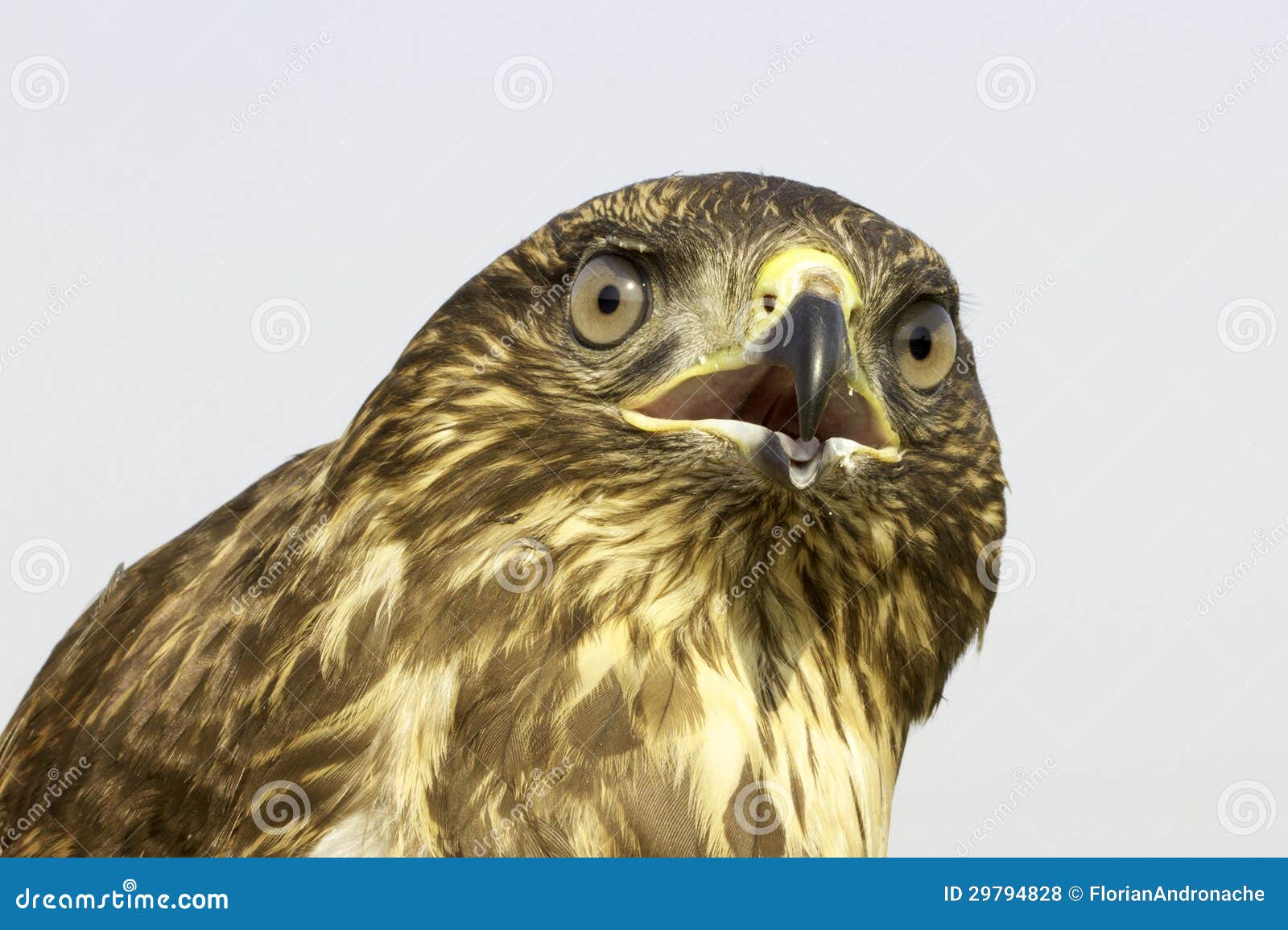 A Portrait Of A Buzzard Royalty-Free Stock Image | CartoonDealer.com ...