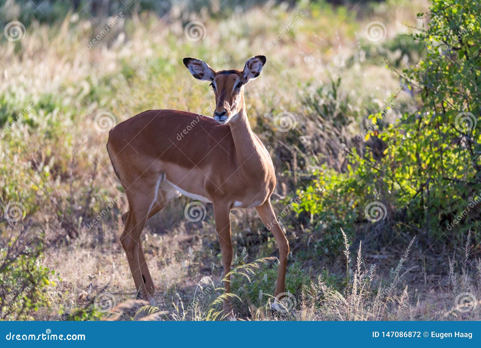 A Portrait of an Impala Antelope in the Savannah of Kenya Stock Photo ...