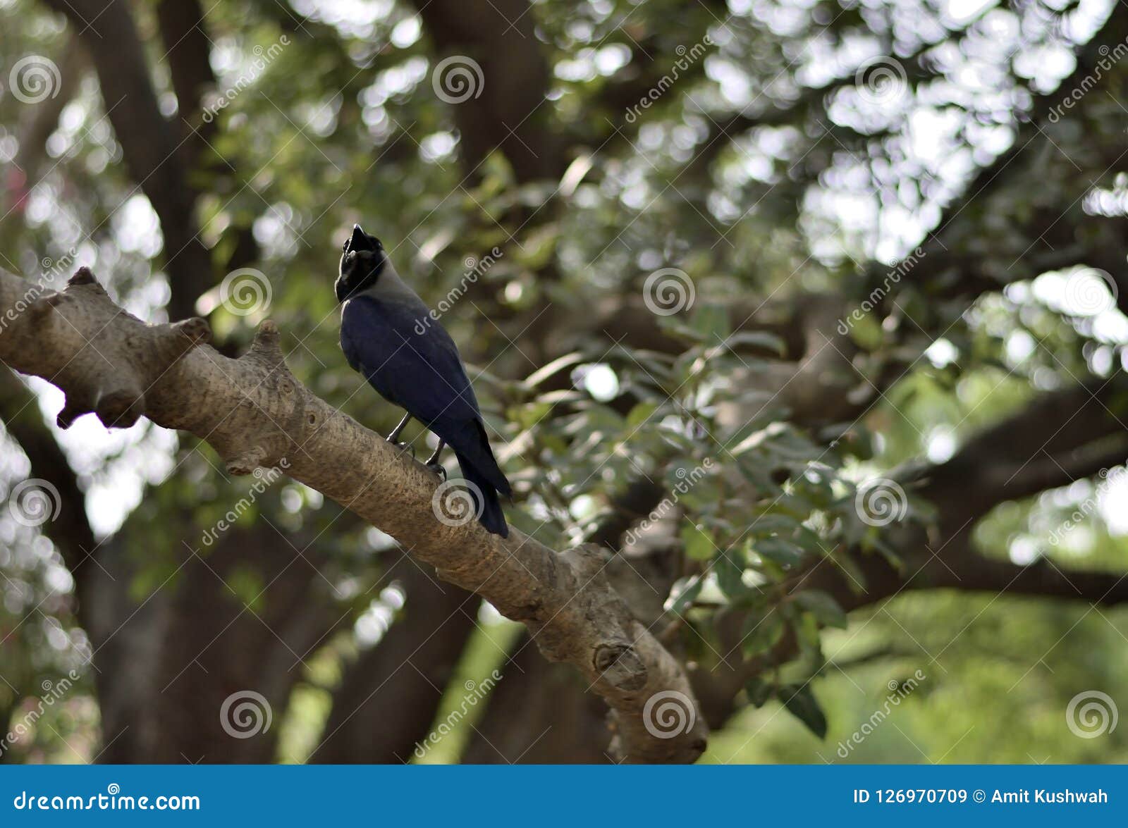 Portrait of a Indian Crow stock image. Image of leaves - 126970709