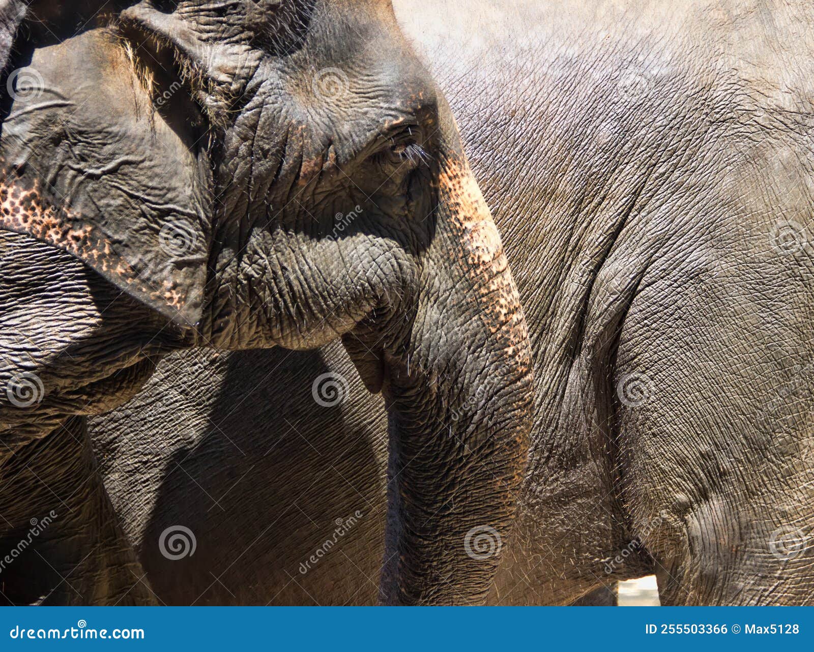 Portrait of an Indian Elephant Stock Photo - Image of astraddle ...