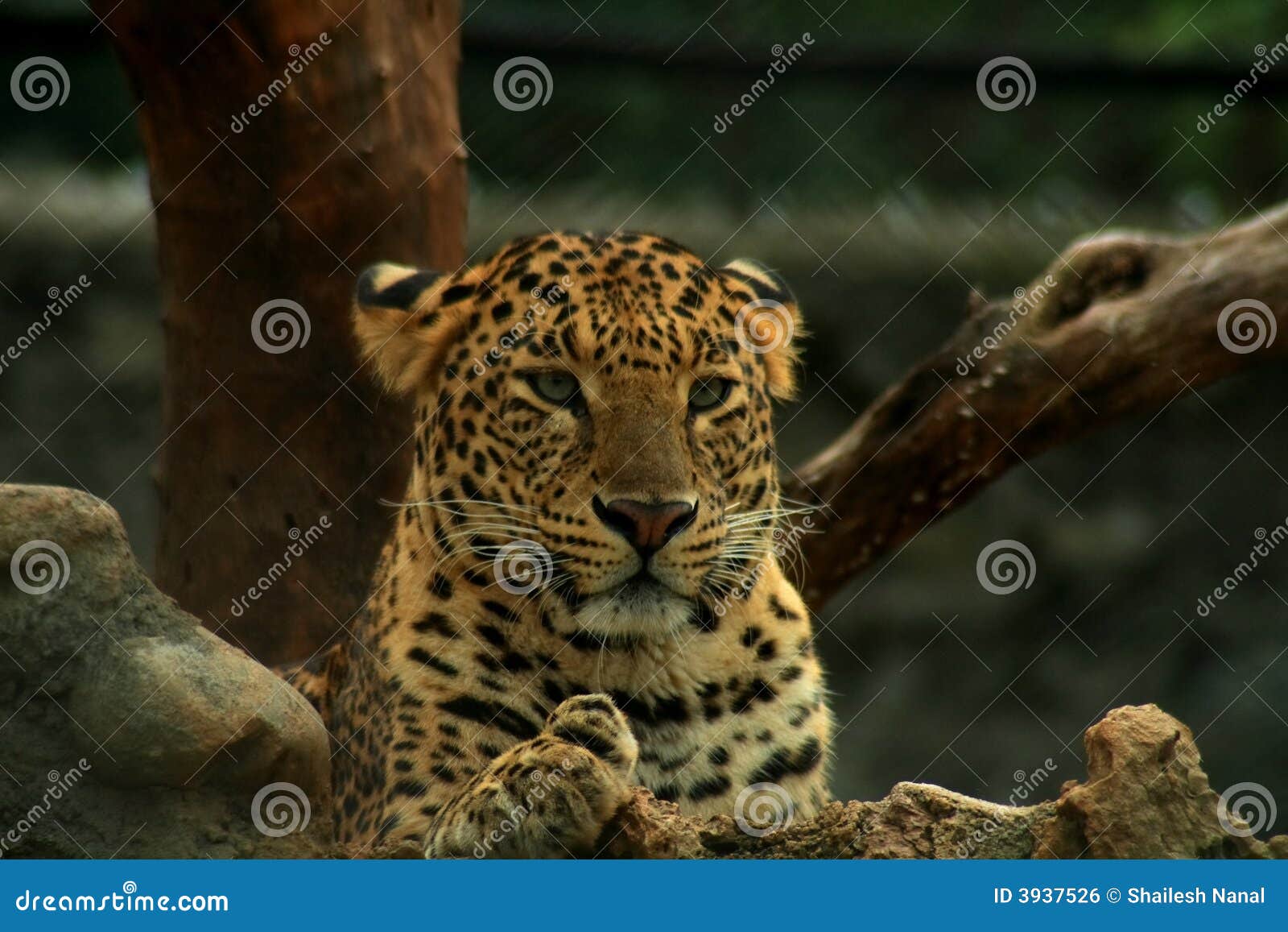 Indian Leopard Or Panther Or Panthera Pardus Fusca With Eye Contact At ...