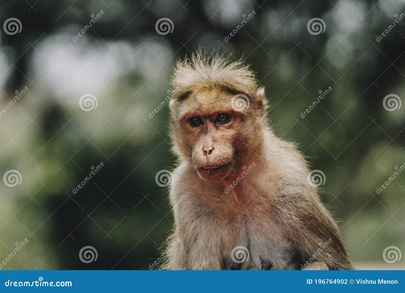 Indian Macaque Monkeys Stock Photo | CartoonDealer.com #58572426