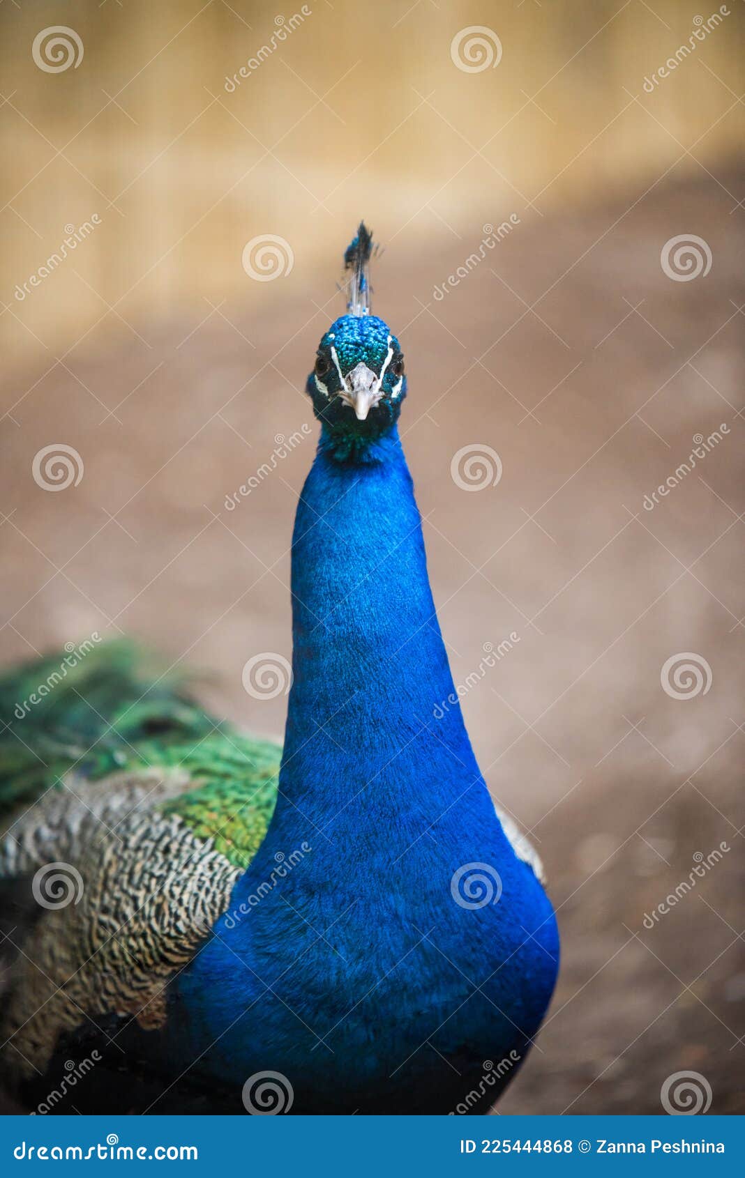 Portrait of an Indian Peacock Front View Outside Stock Photo - Image of ...