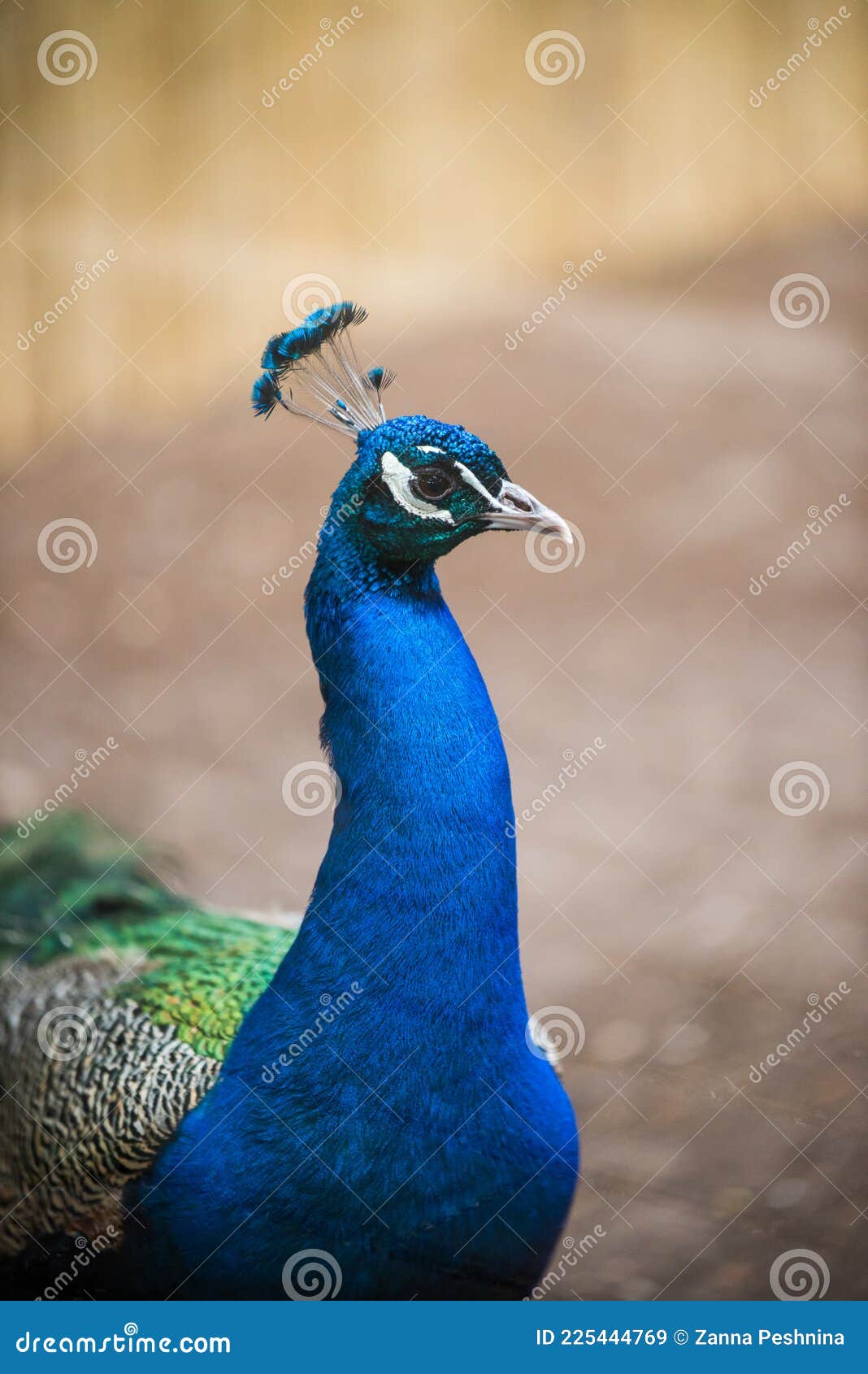 Portrait of an Indian Peacock Profile Outside Stock Image - Image of ...