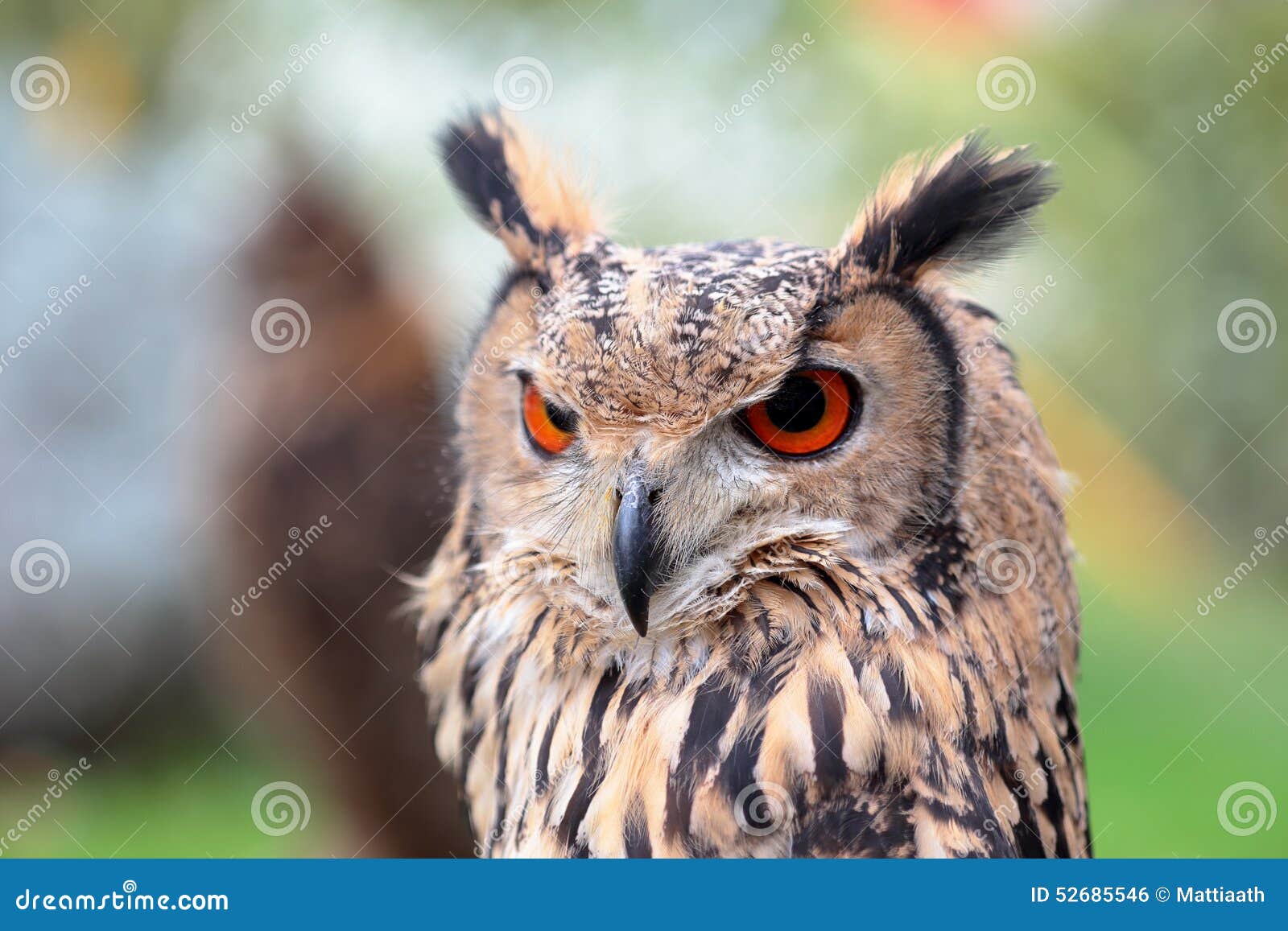Portrait of an Indian Rock Eagle-owl Stock Photo - Image of closeup ...