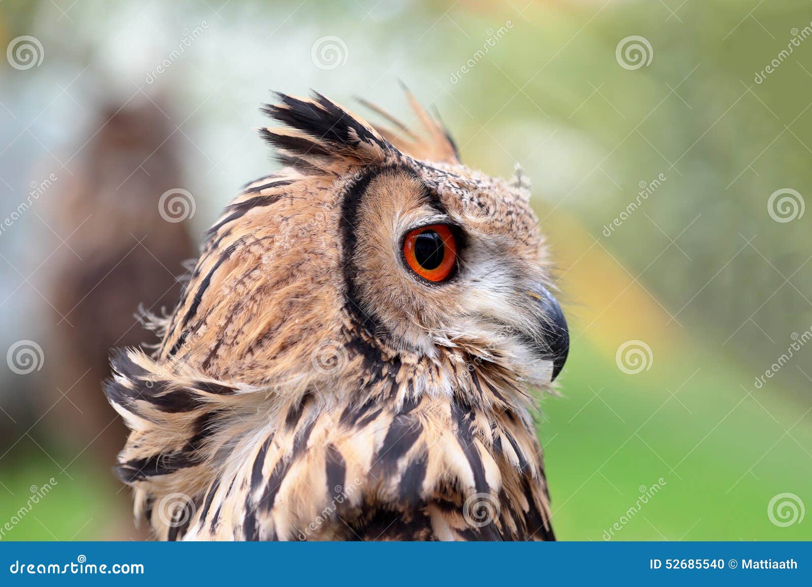 Portrait of an Indian Rock Eagle-owl Stock Photo - Image of falconry ...
