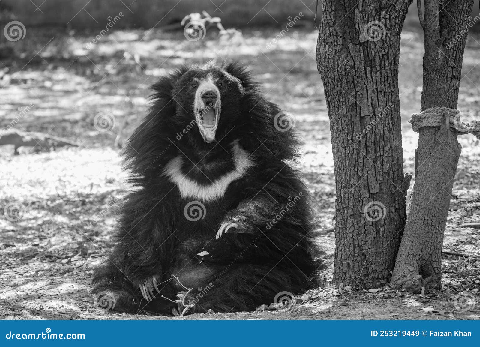 Portrait of an Indian Sloth Bear Stock Image - Image of park, madhai ...