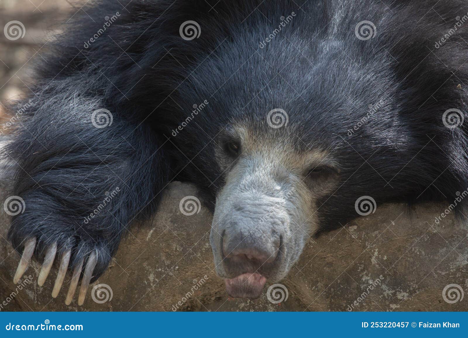 Portrait of an Indian Sloth Bear Stock Image - Image of pench ...