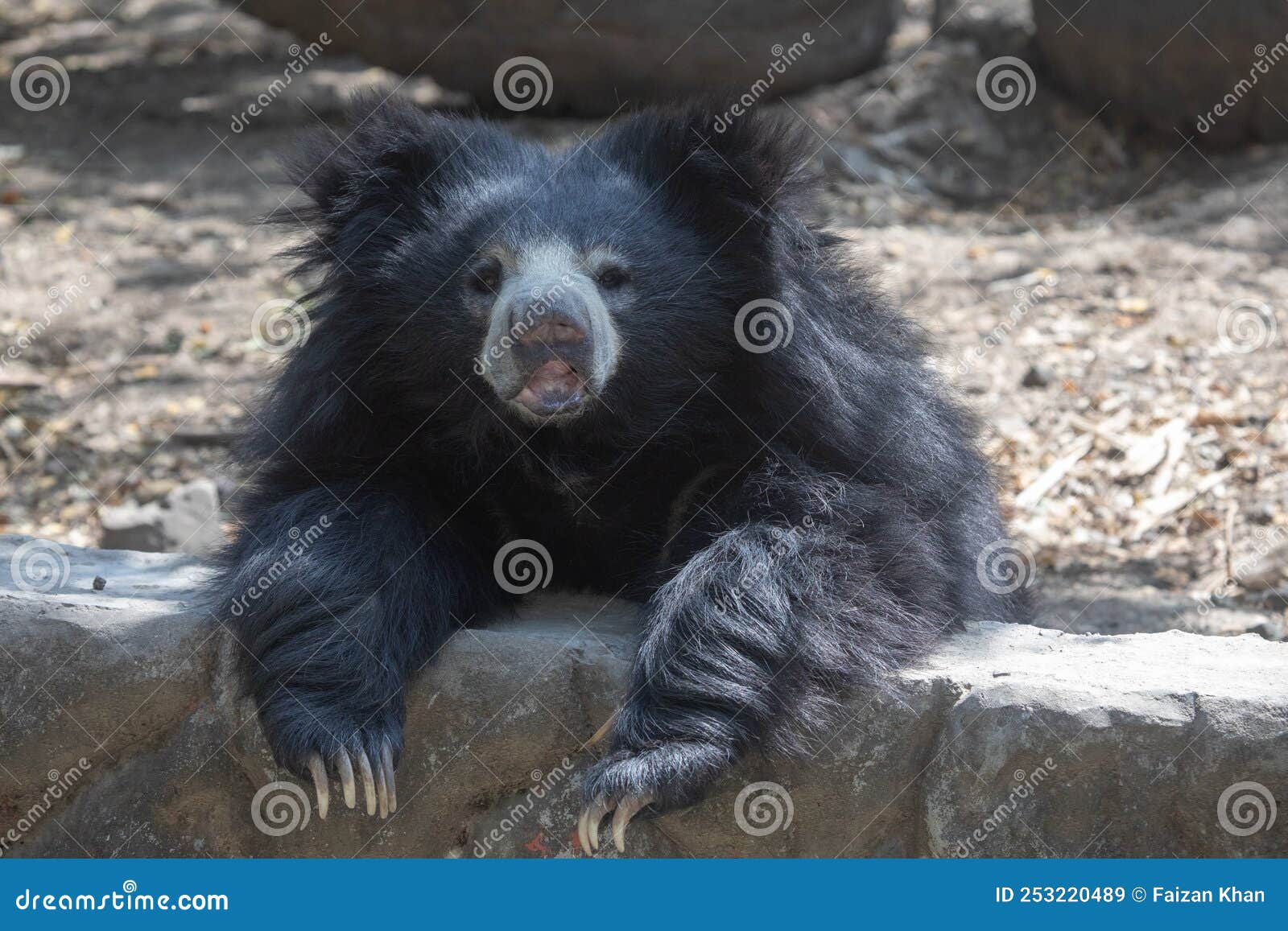 Portrait of an Indian Sloth Bear Stock Image - Image of nature, pench ...