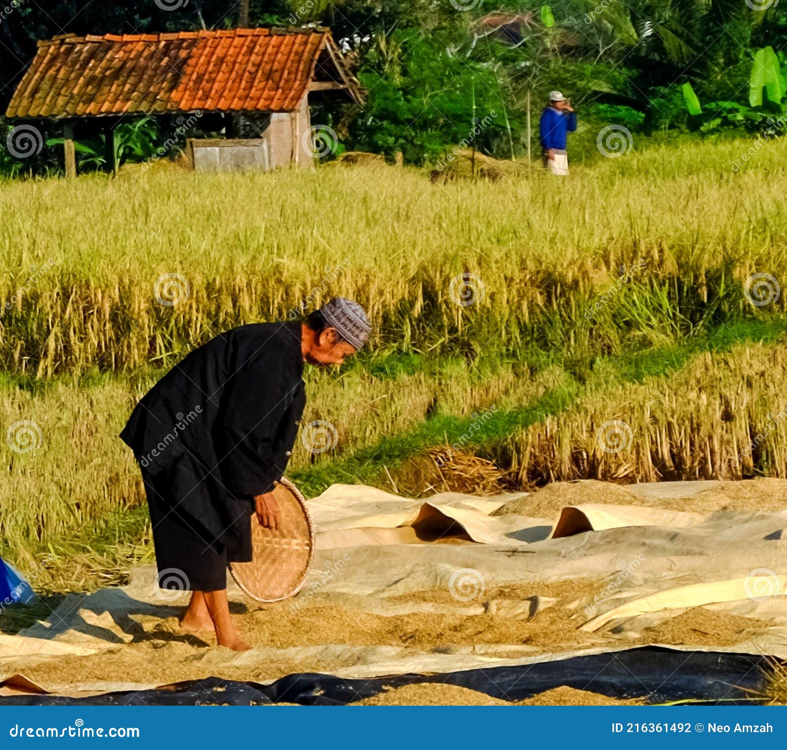 Portrait of Indonesian Farmer in Rice Field,Sumedang,West Java ...