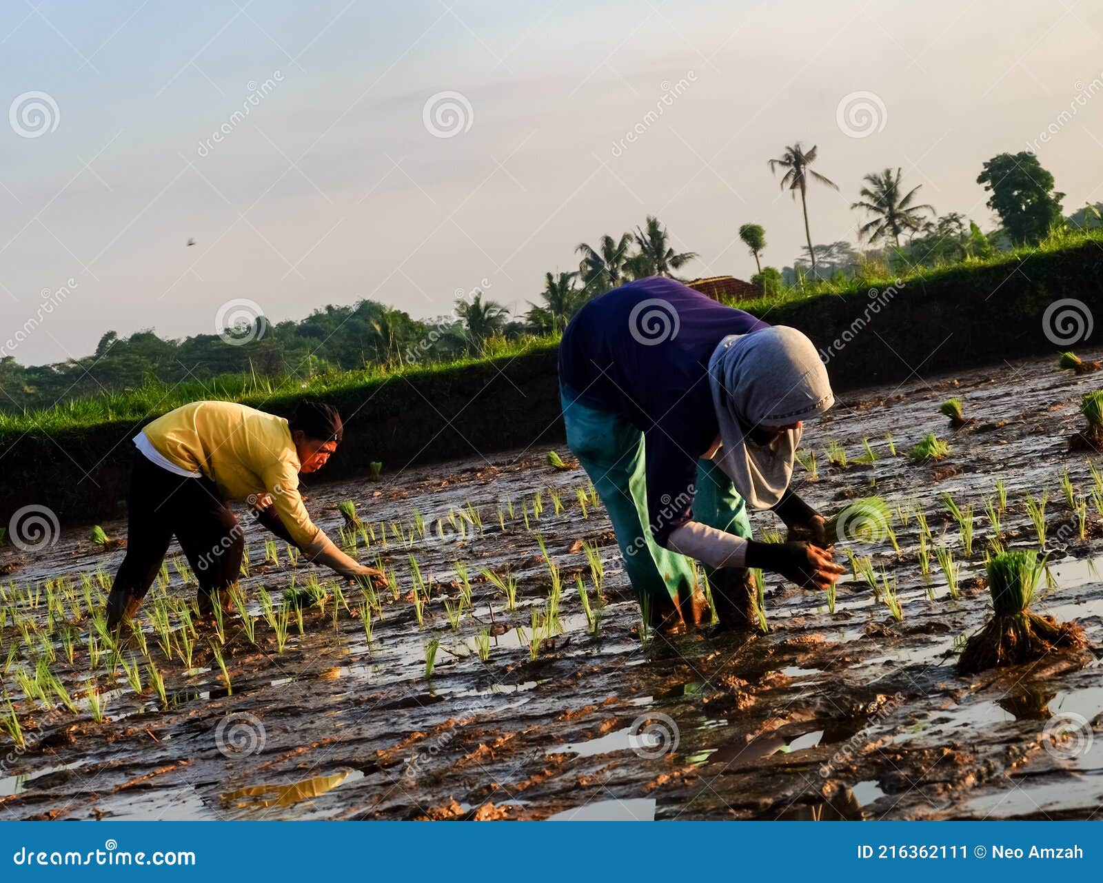 Portrait of Indonesian Farmer in Rice Fields. Sumedang,West Java ...
