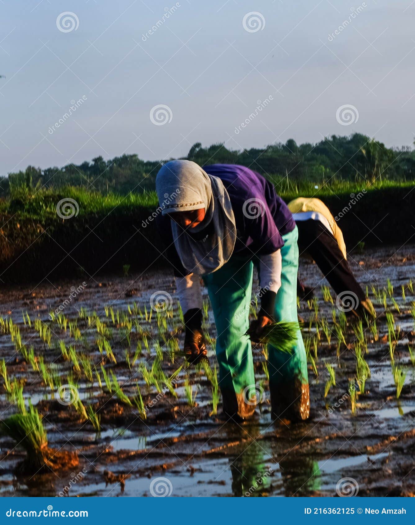 Portrait of Indonesian Farmer in Rice Fields. Sumedang,West Java ...
