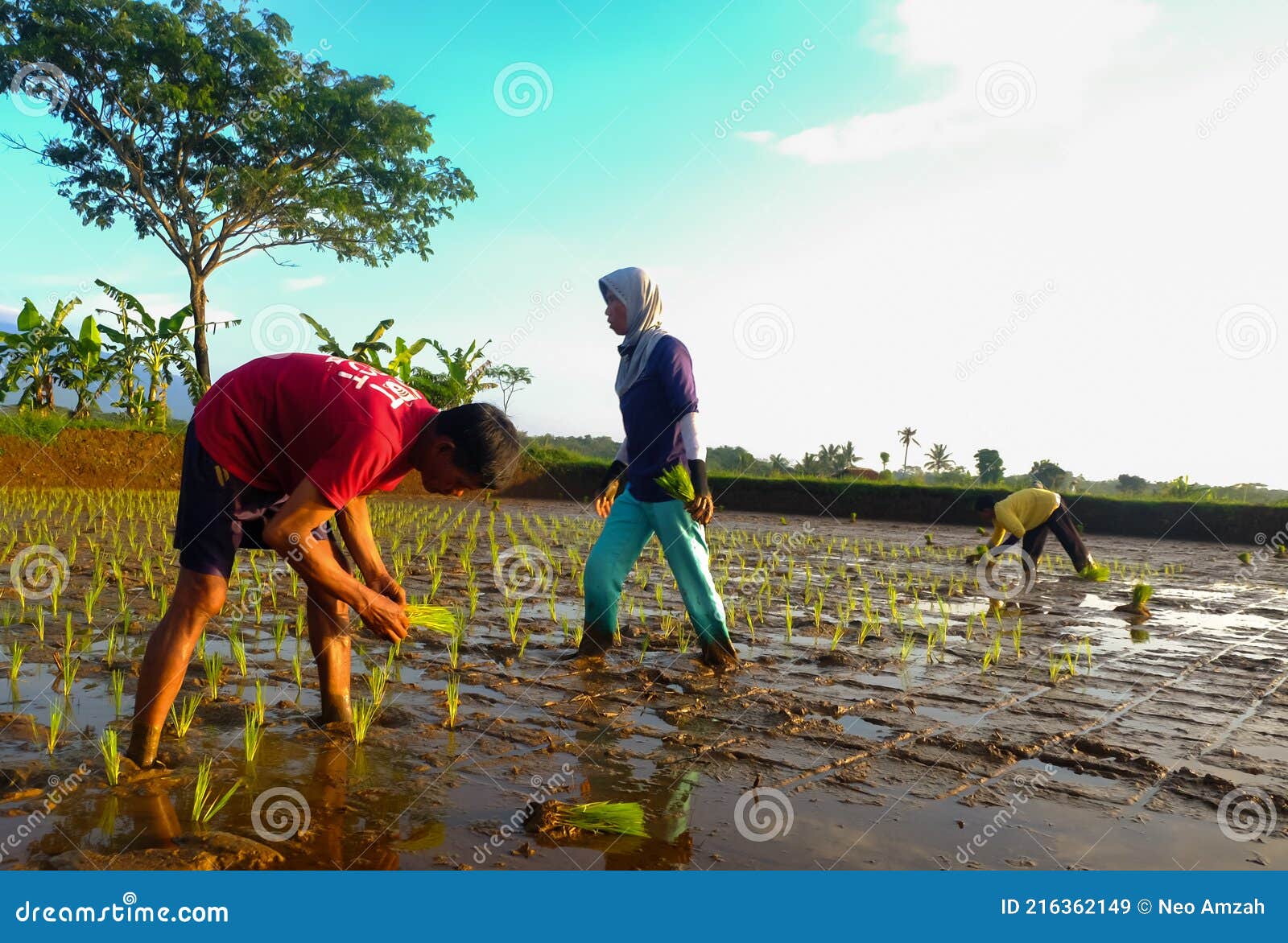Portrait of Indonesian Farmer in Rice Fields. Sumedang,West Java ...