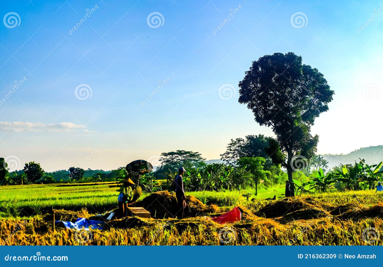 Portrait of Indonesian Farmer in Rice Fields. Sumedang,West Java ...