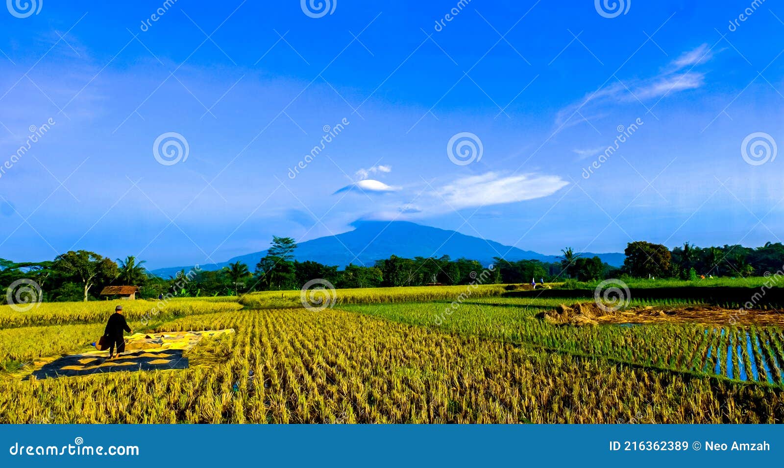 Portrait of Indonesian Farmer in Rice Fields. Sumedang,West Java ...