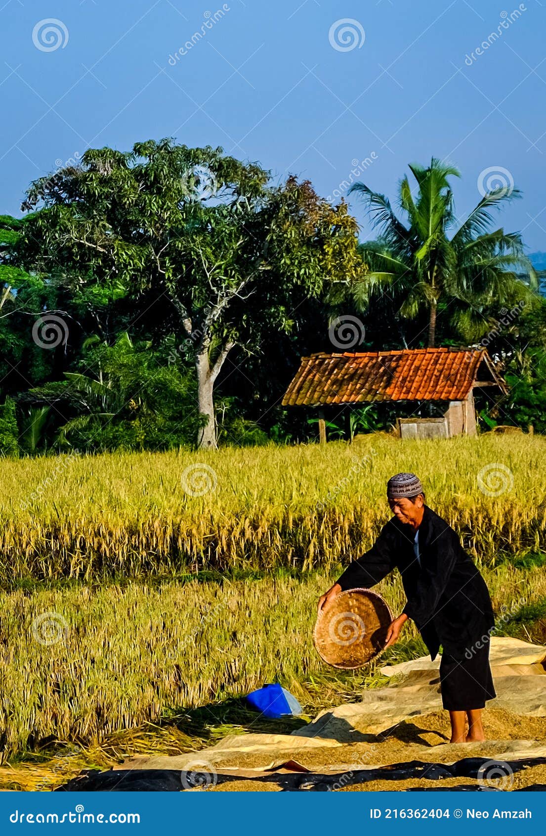 Portrait of Indonesian Farmer in Rice Fields. Sumedang,West Java ...