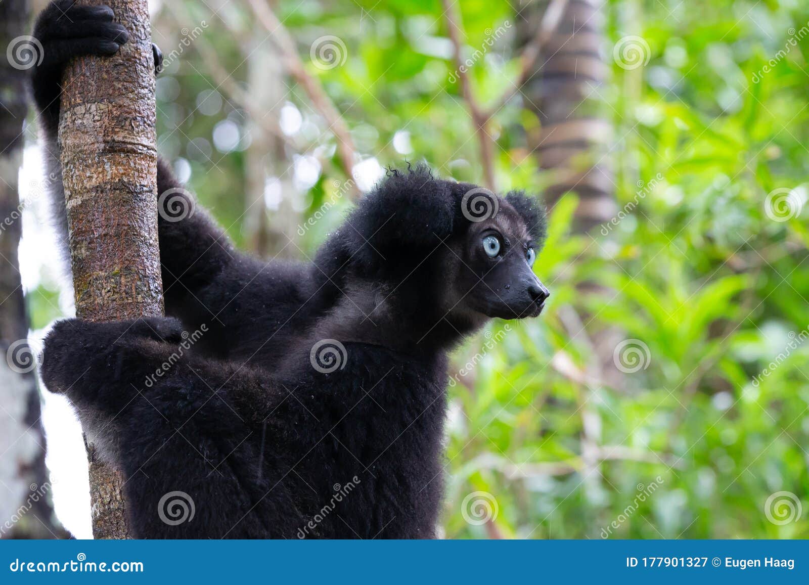 Portrait of the Indri Lemurs in a Rainforest in Madagascar Stock Image ...
