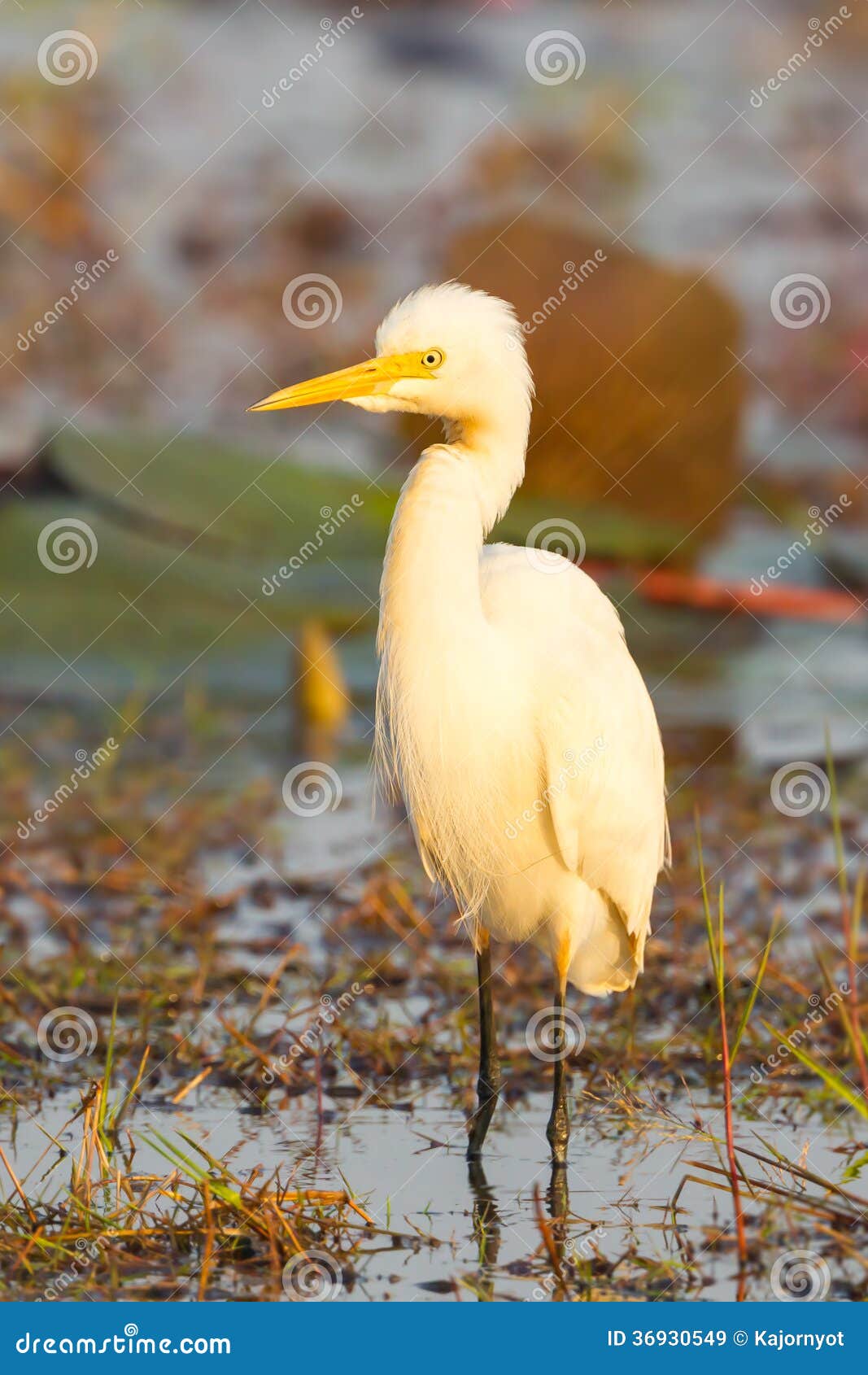The Portrait of Intermediate Egret Stock Image - Image of bank, plumage ...