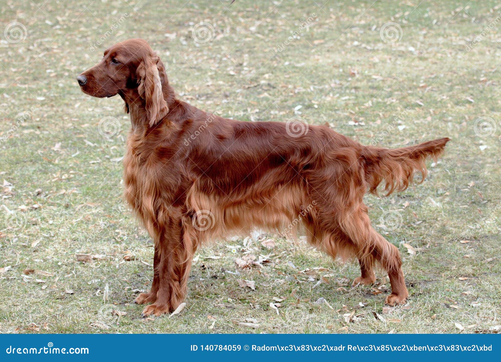 Portrait of Irish Red Setter in the Public Park Stock Image - Image of ...