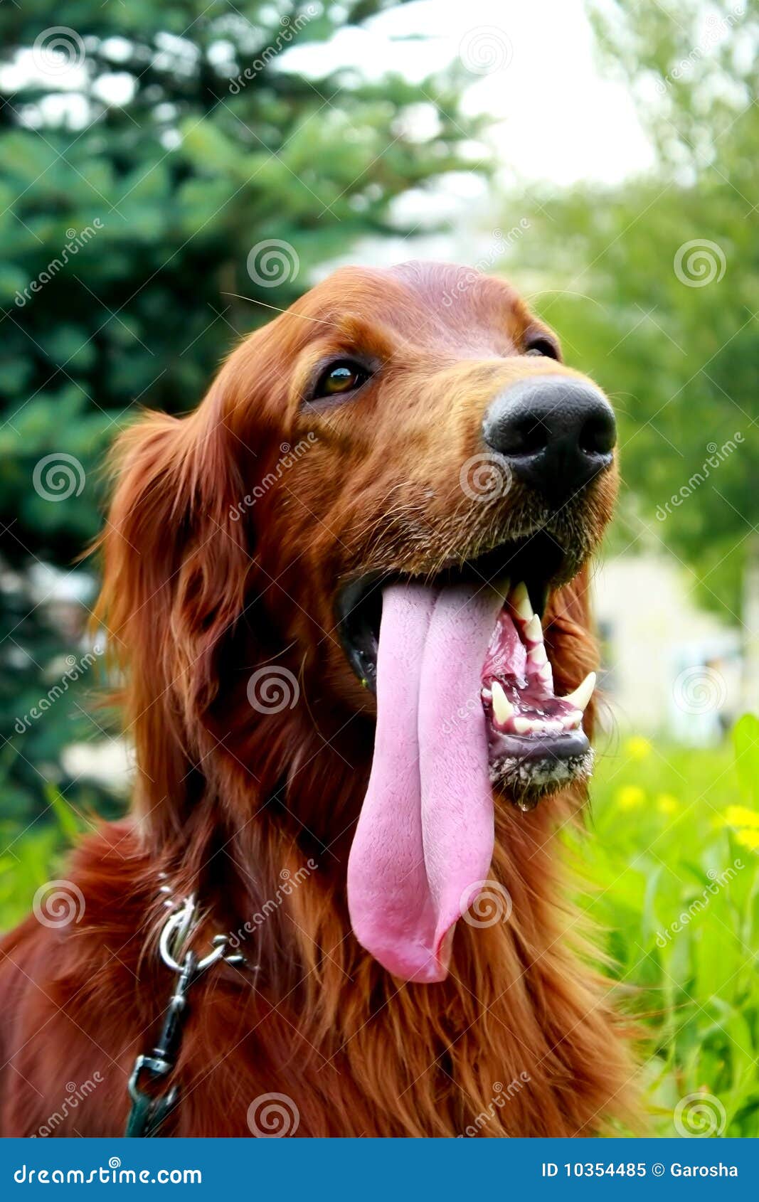 Portrait of the Irish Setter Stock Image - Image of intelligence ...