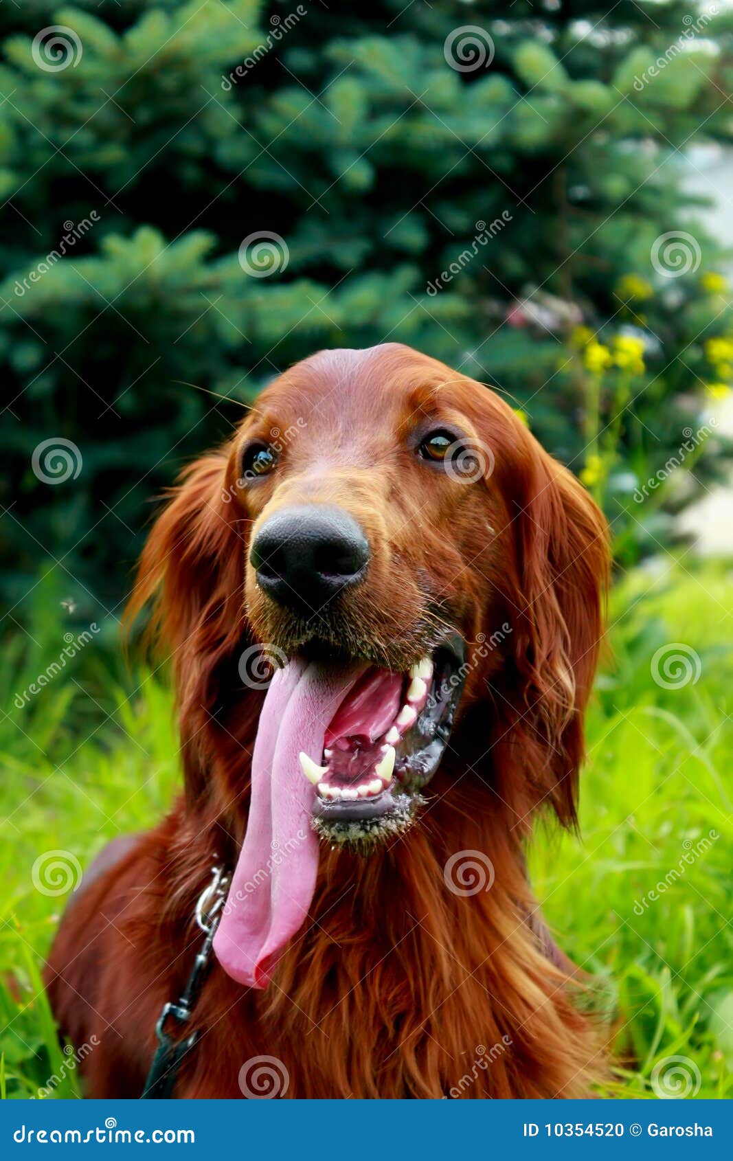 Portrait of the Irish Setter Stock Photo - Image of obedience ...