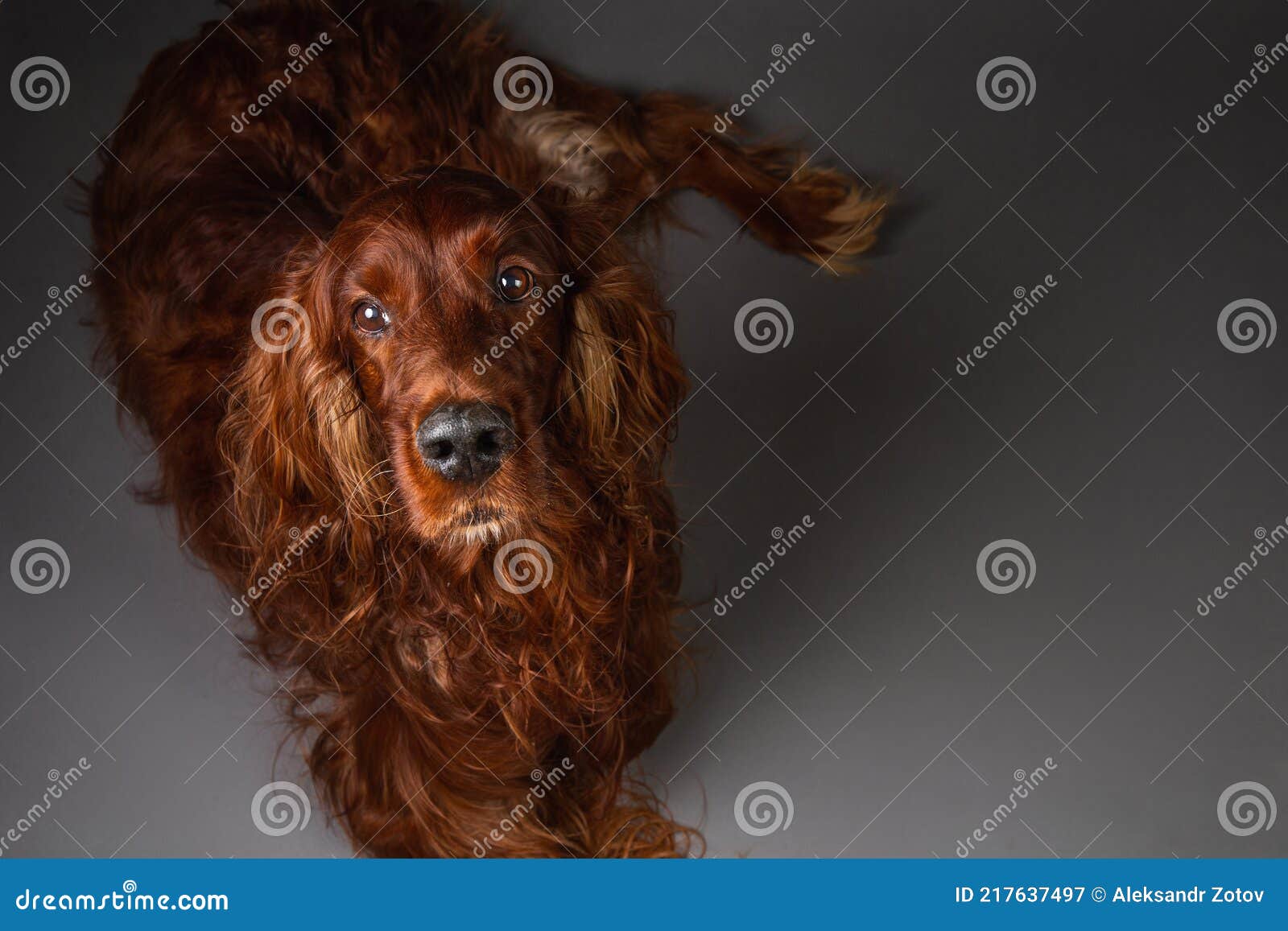 Portrait of Irish Setter on Black Background Stock Image - Image of ...