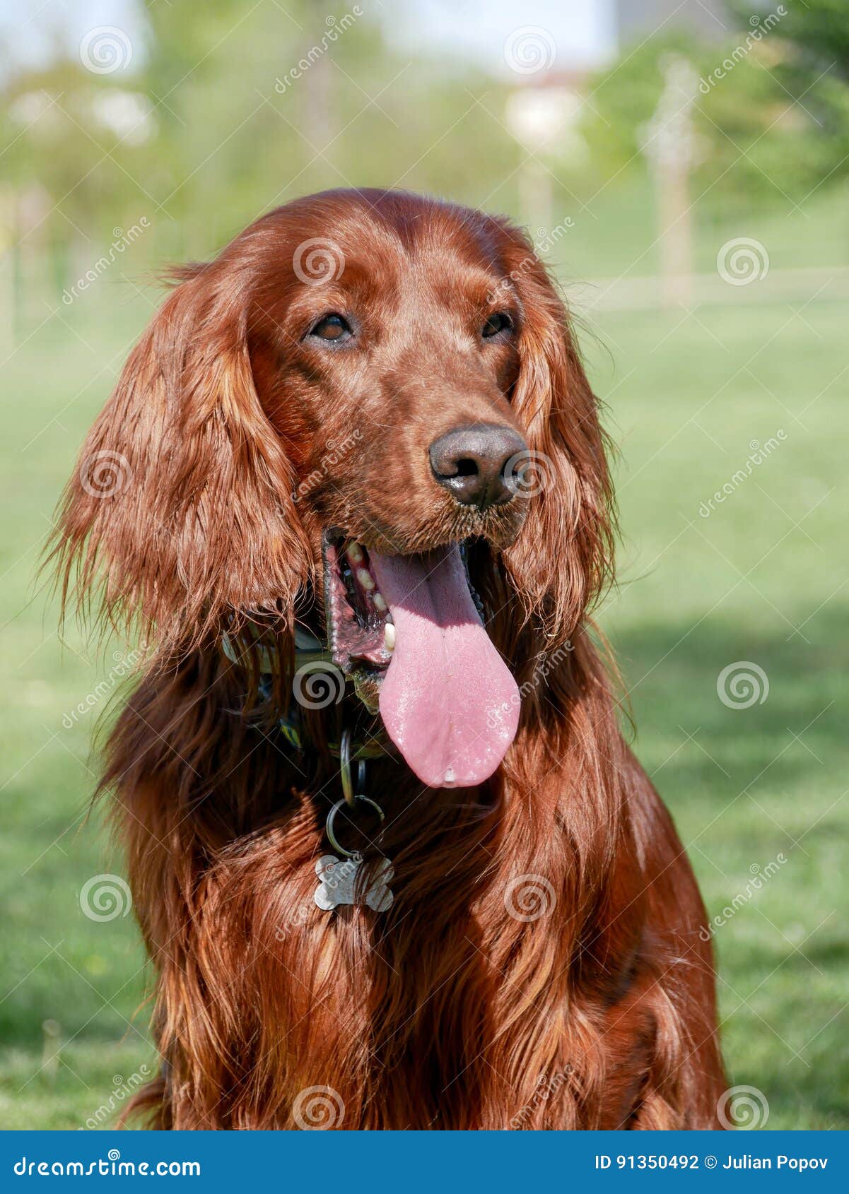 Portrait of Irish setter stock photo. Image of furry - 91350492