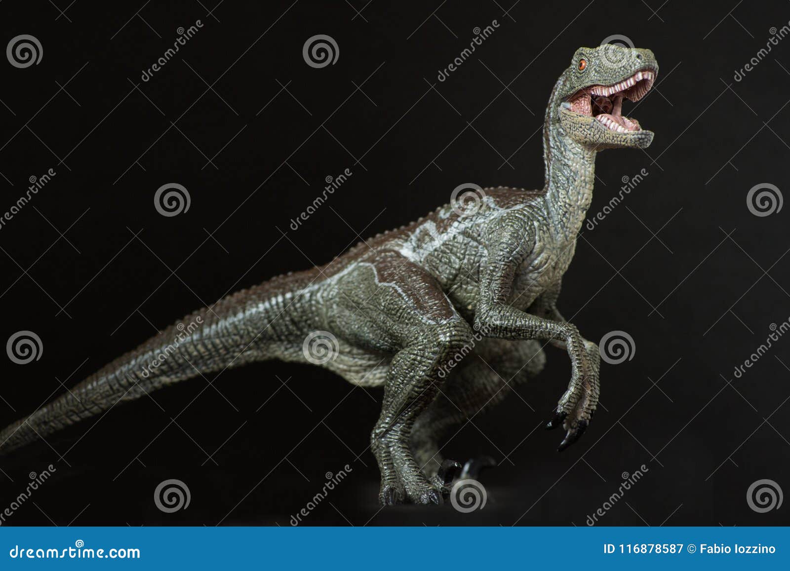 Portrait of a Velociraptor on Black Background Stock Image - Image of ...