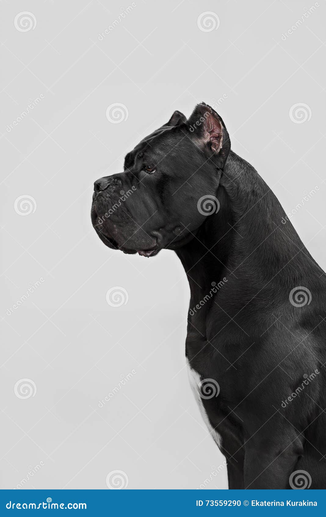 The Portrait of Italian Cane-corso Dog Stock Photo - Image of head ...