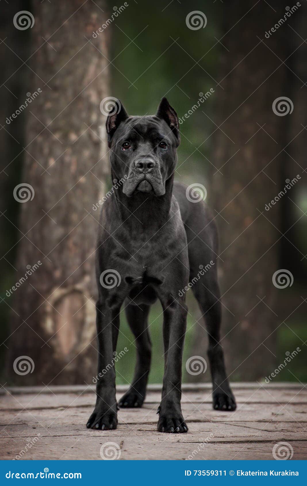 The Portrait of Italian Cane-corso Dog Stock Image - Image of grass ...
