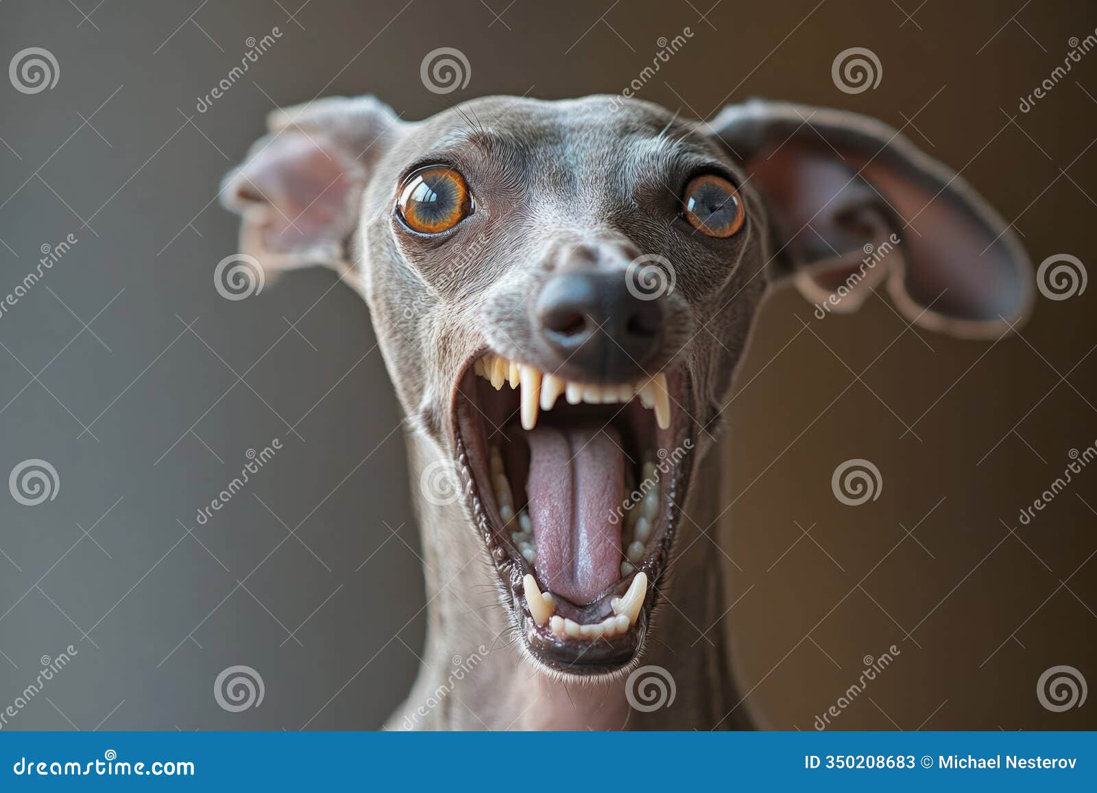 Portrait of Italian Greyhound Snarling and Showing Teeth Editorial ...