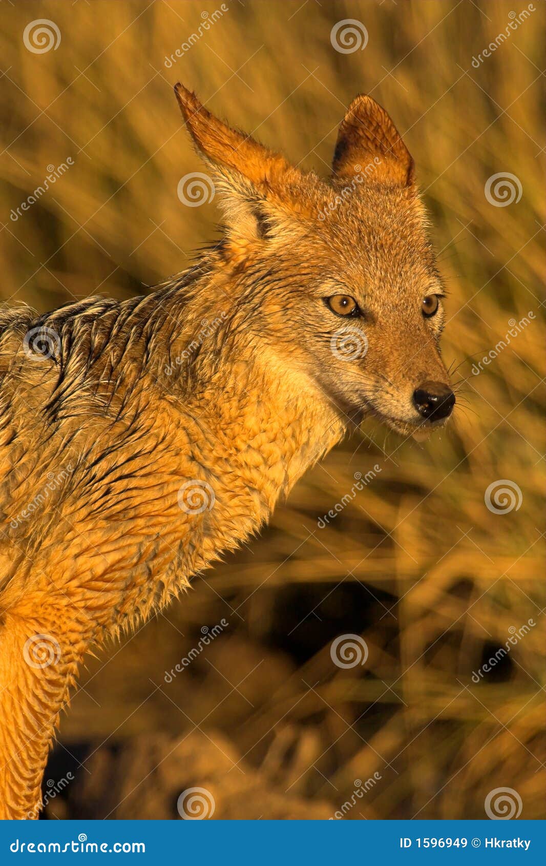 Portrait of a jackal stock image. Image of kalahari, park - 1596949