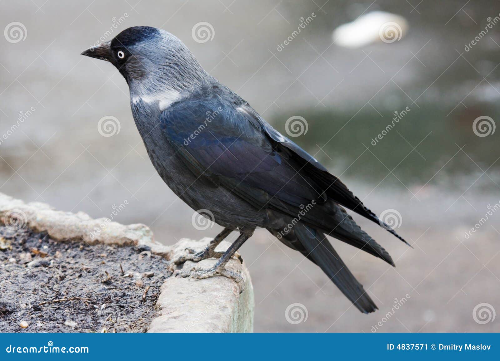 Portrait of a jackdaw stock image. Image of wing, stone - 4837571