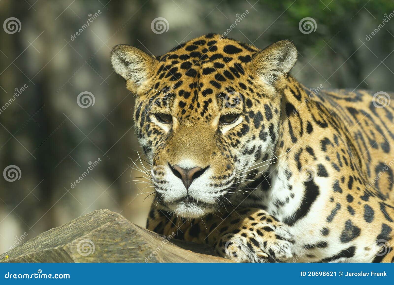 Portrait Of A Jaguar Stock Image Image Of Ferocity Fast 20698621