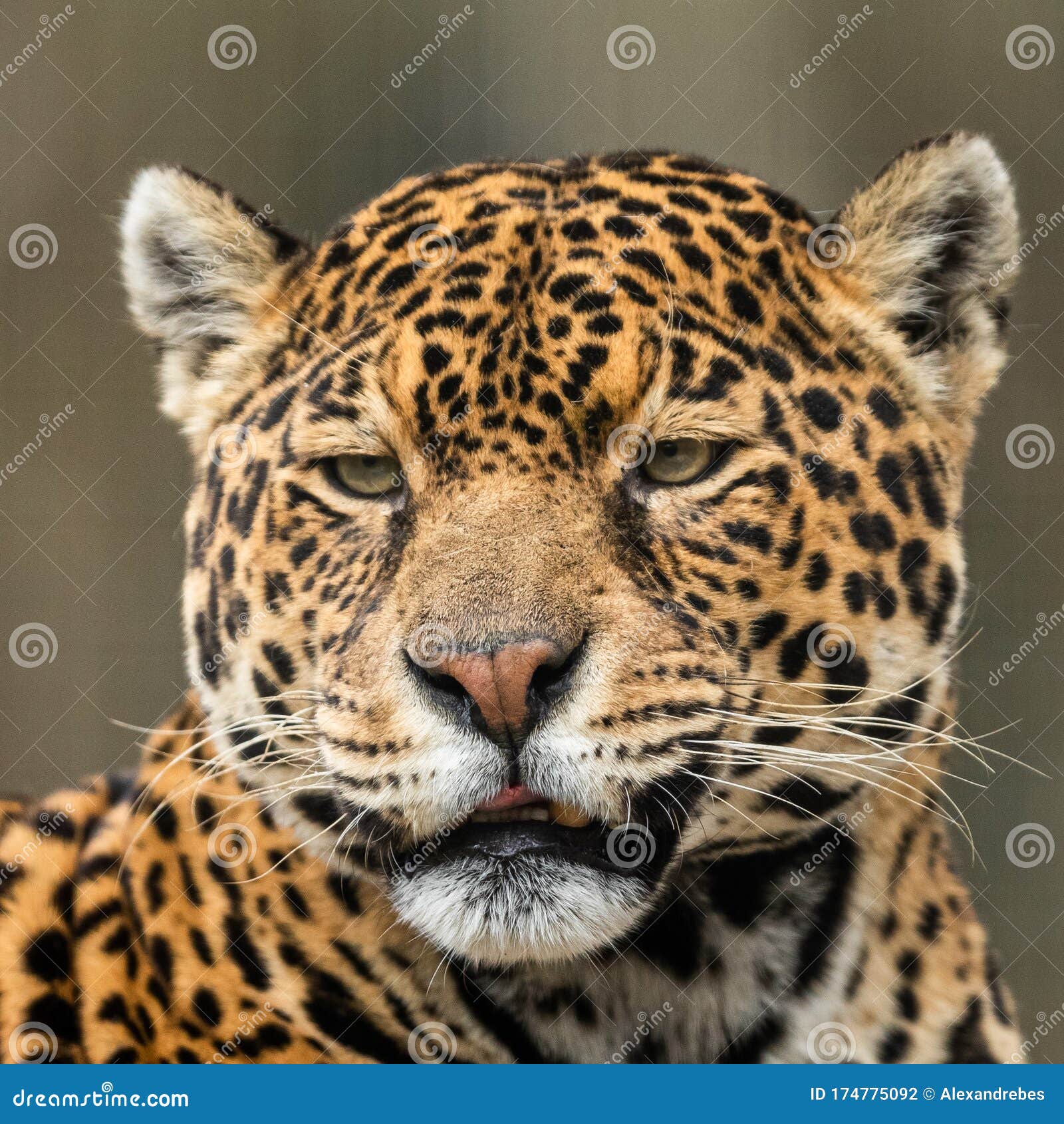 Portrait of a Jaguar in the Forest Stock Photo - Image of isolated ...