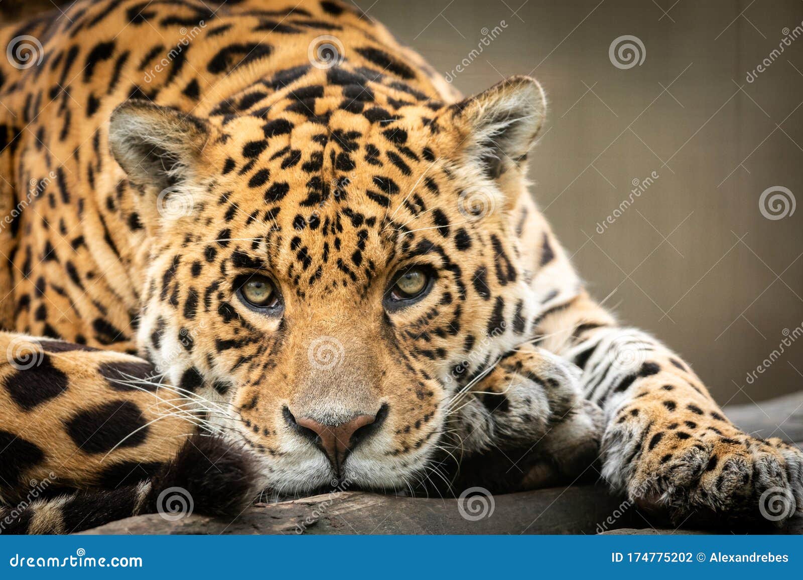 Portrait of a Jaguar in the Forest Stock Photo - Image of black ...