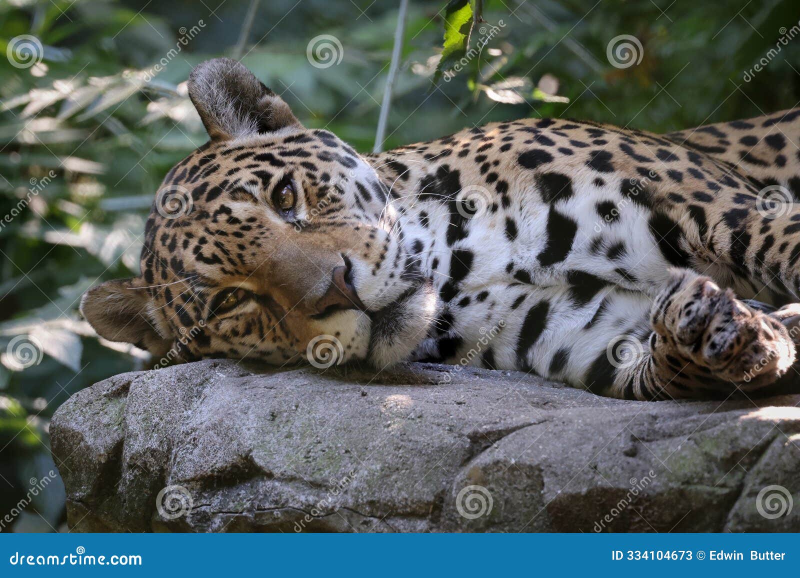 Portrait of Jaguar (Panthera Onca) Stock Image - Image of whiskers ...