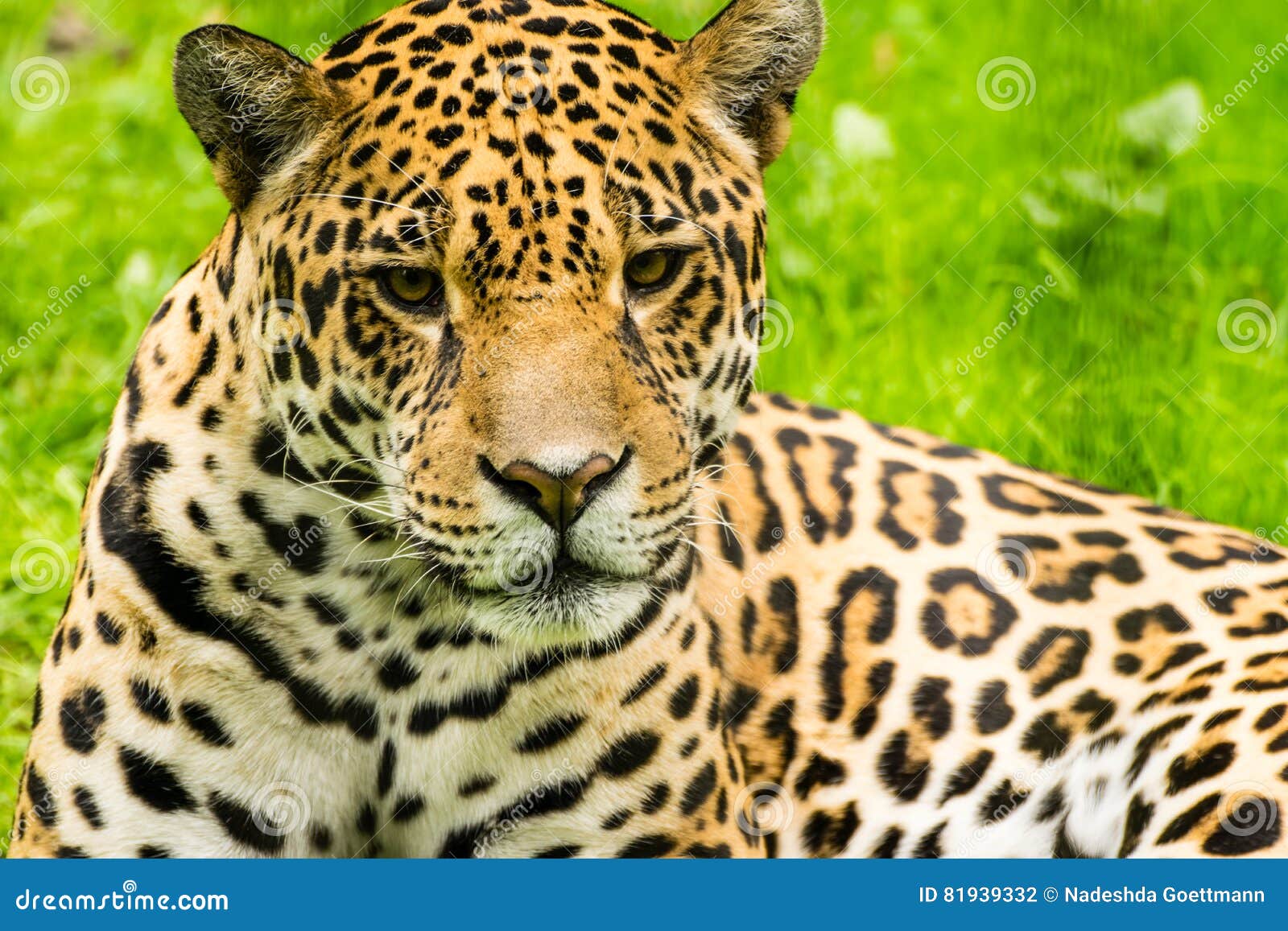Portrait of a Jaguar. Panthera Onca. Stock Photo - Image of animal ...