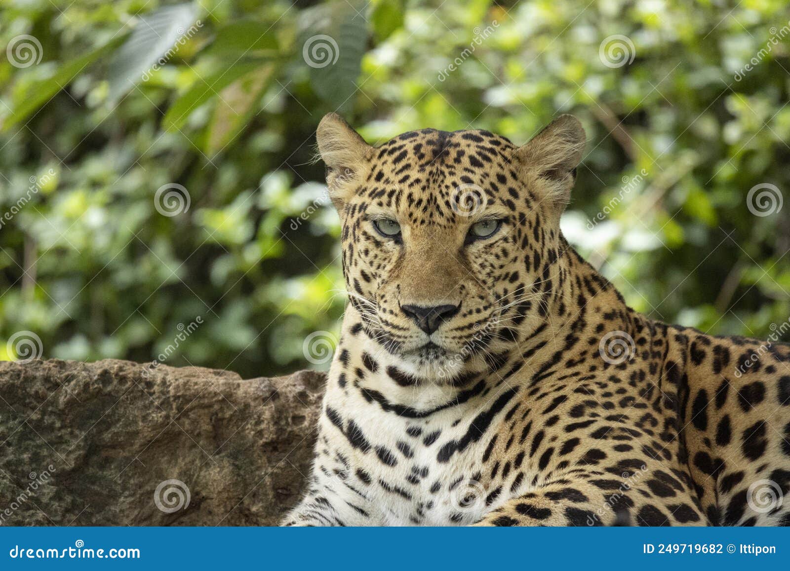 The Portrait of Javan Leopard Stock Photo - Image of eyes, mammal ...