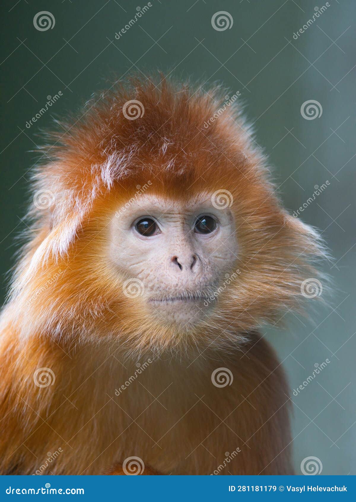 Portrait Javan Lutung (Trachypithecus Auratus) Stock Image - Image of ...