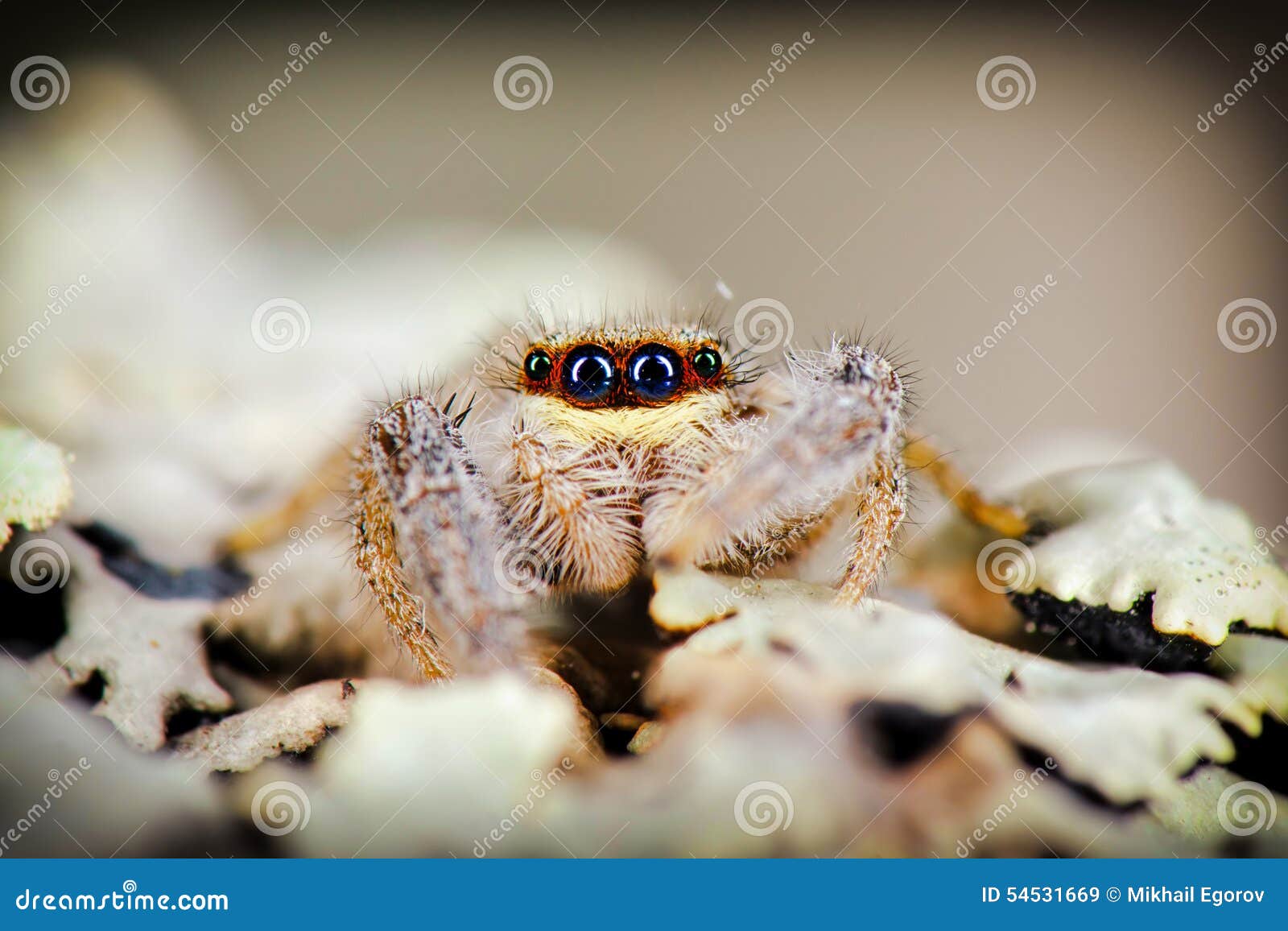 Portrait of jumping spider stock image. Image of jumping - 54531669